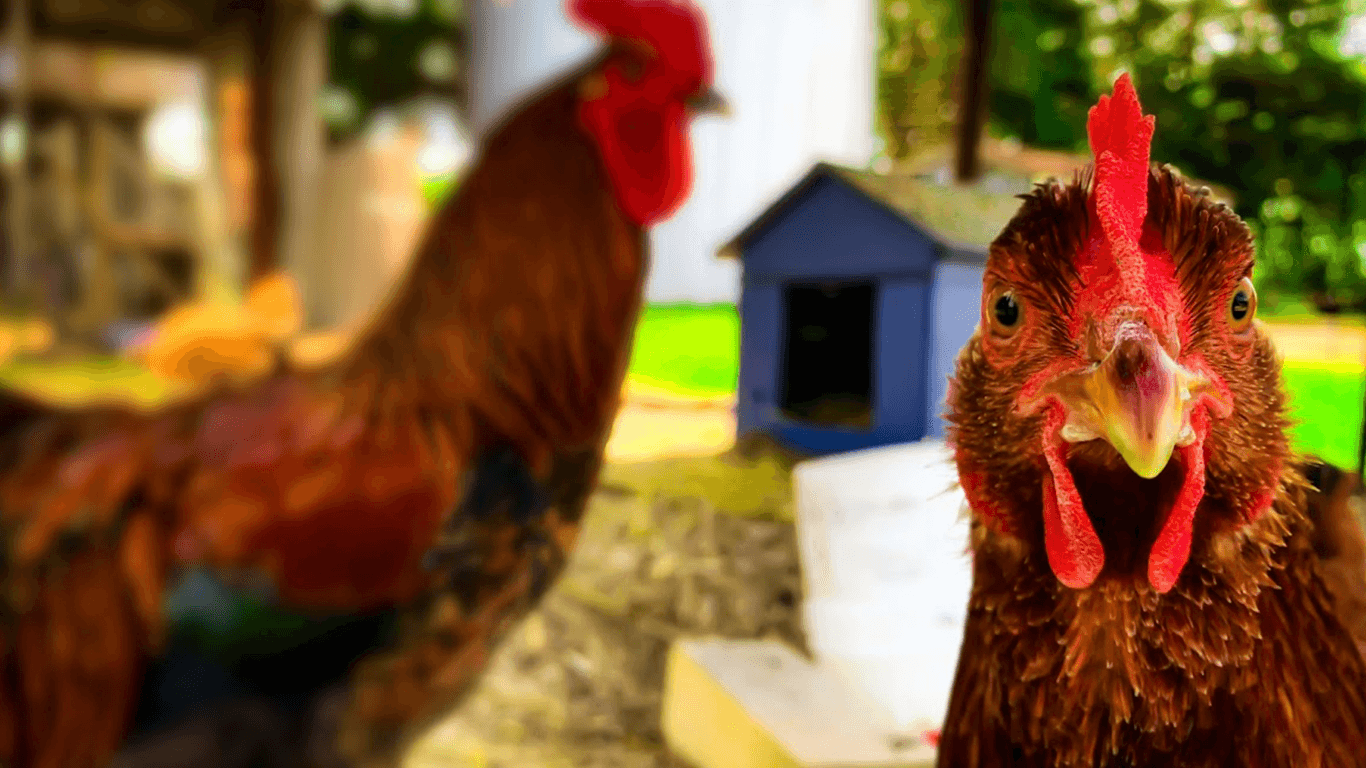 Chicken Coops Near Me | Western Quebec & Ottawa Delivery